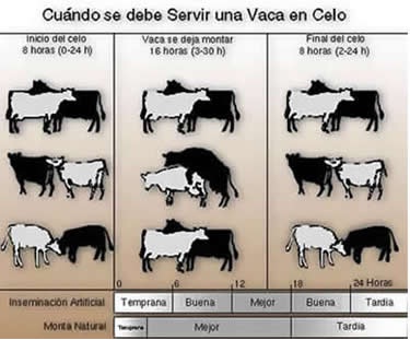MANUAL DE REPRODUCCION BOVINA: CICLOS REPRODUCTIVOS