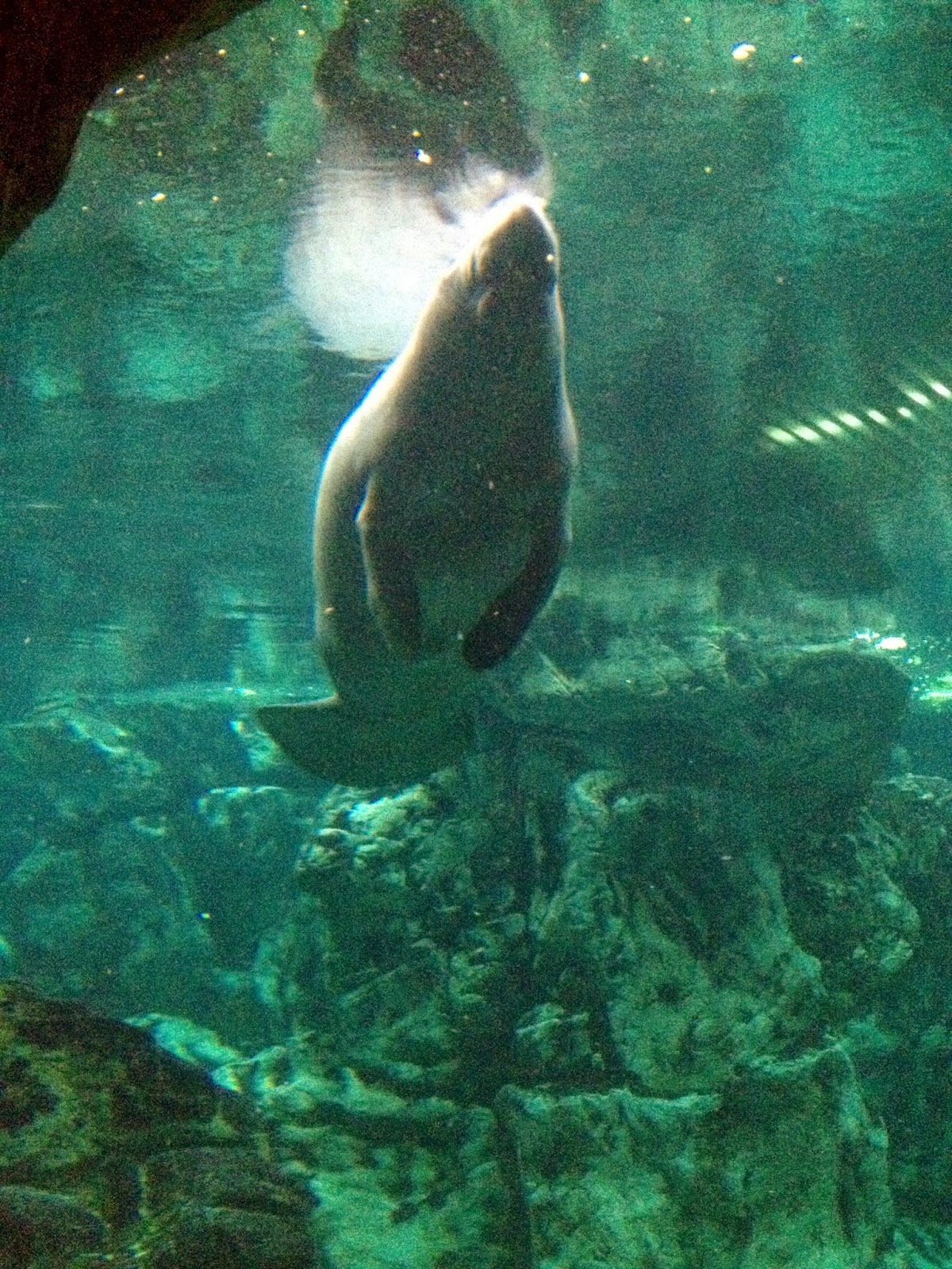 Acvariul din Genova- o călătorie în adâncuri | Monica Micu