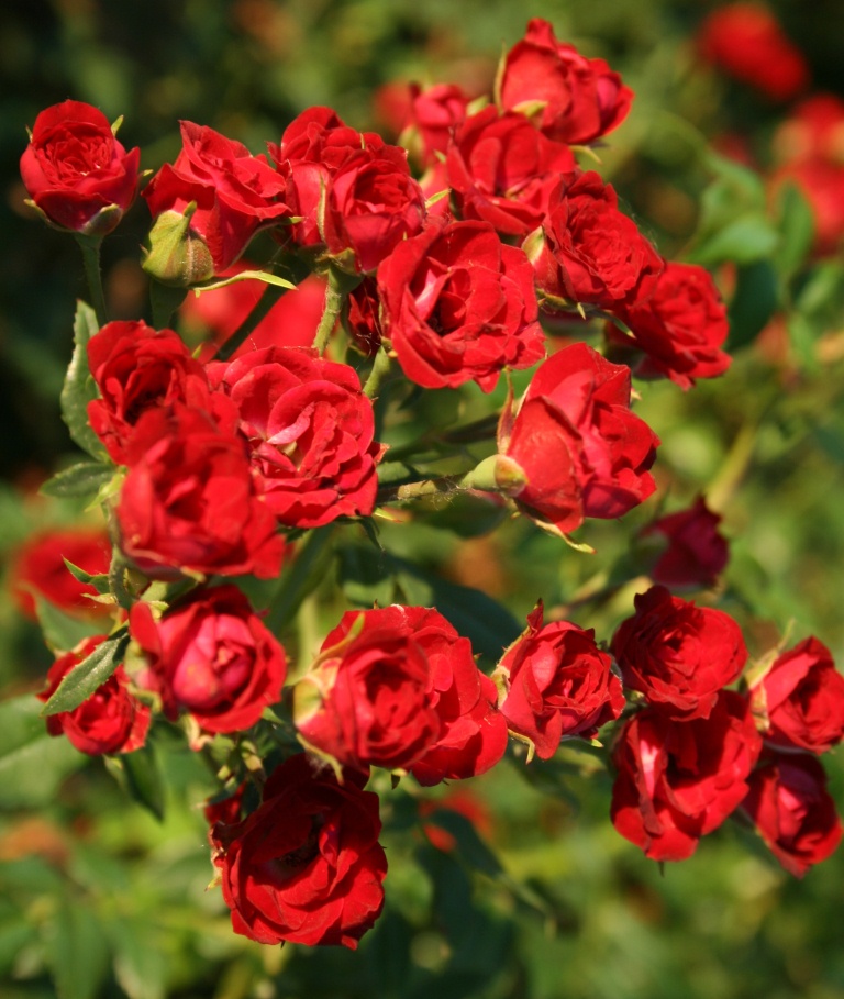 Garden Musings: Red Cascade