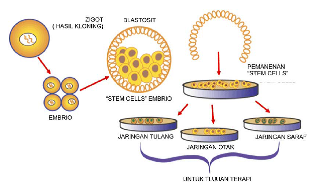 Prinsip Dasar Kloning ~ Pelangi Biologi