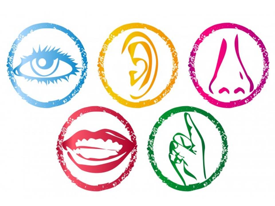 S.T.R.U.M.F. : Exploram cele cinci simturi