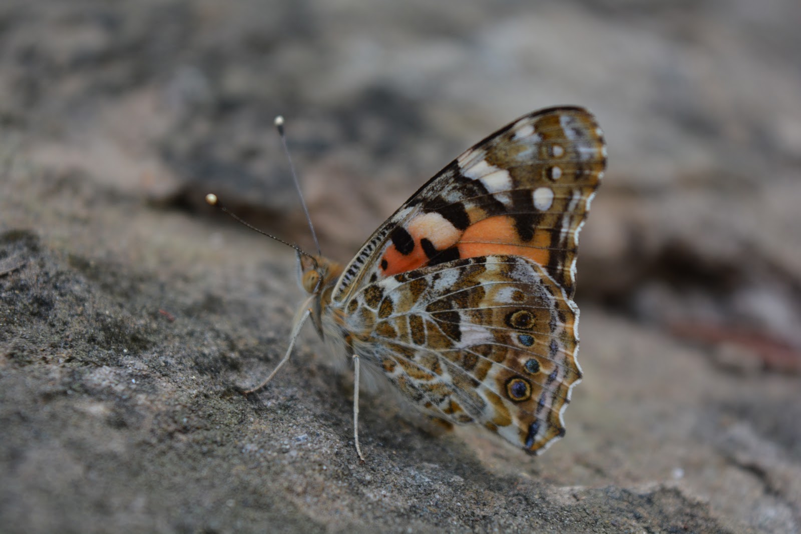 Butterfly – The Most Beautiful Fly