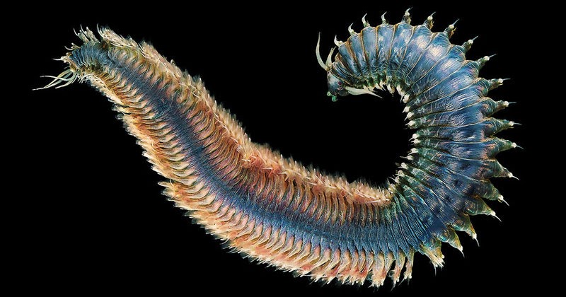 Variety of Life: Nereididae