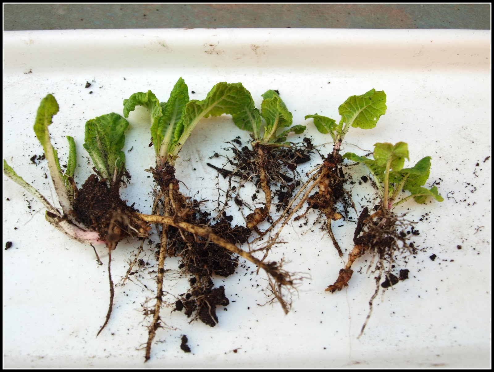 Mark's Veg Plot: Propagating Primroses