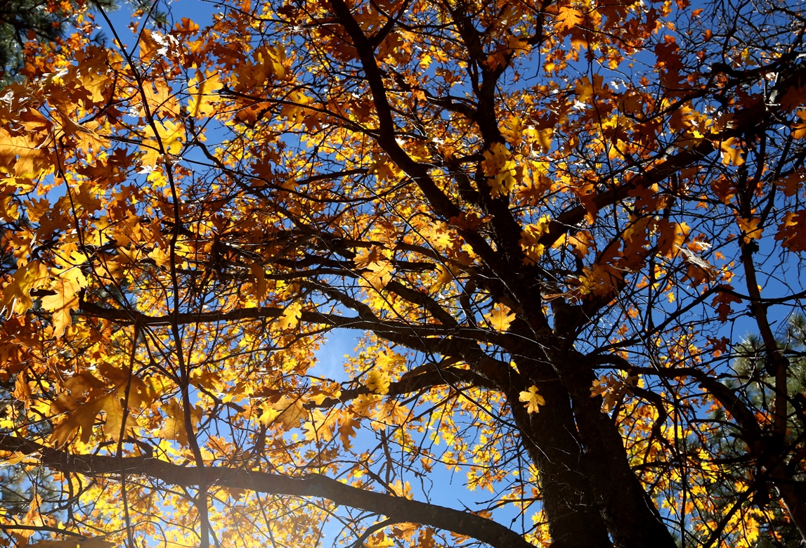 A photo, A thought............: Season: Autumn in black oak.....