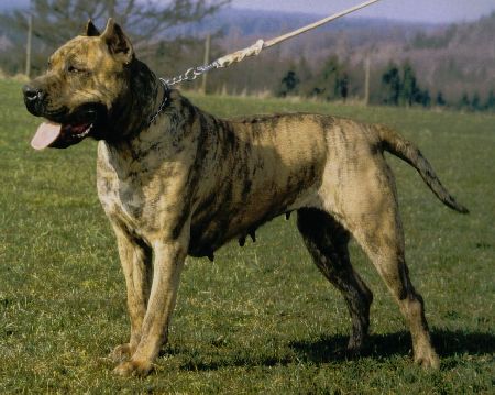 Dogs Info: Alano Espanol (Dog Breed)