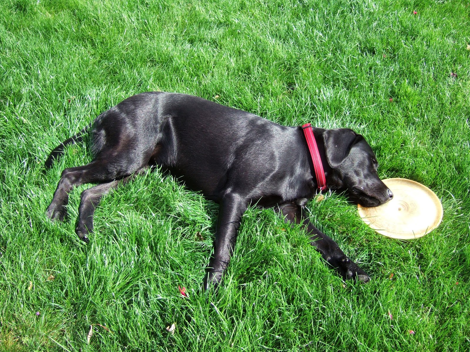 Schwarze Pfoten: Unterwegs am Passwang