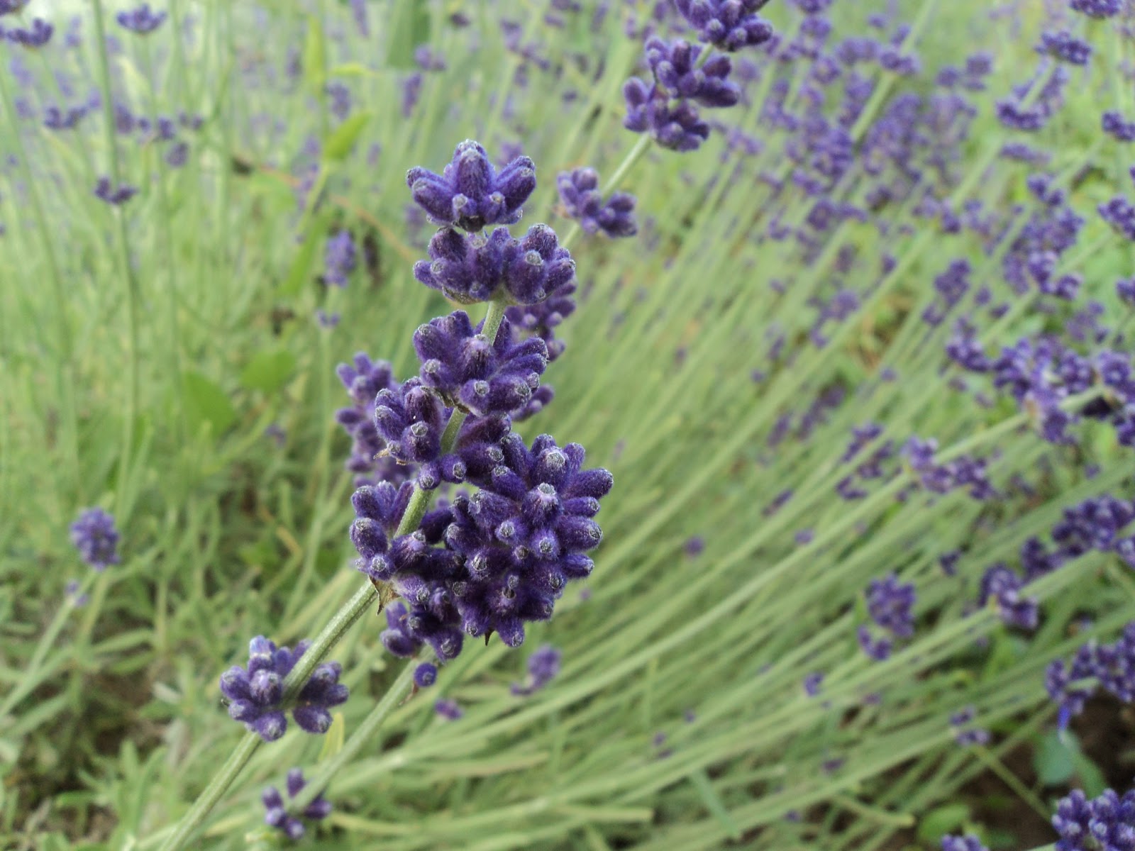 Lavanda Transilvania