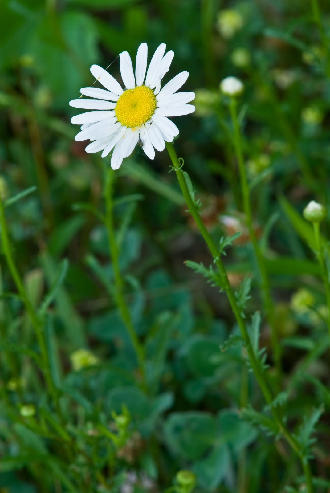 Indiana Plant A Day: Oxeye Daisy