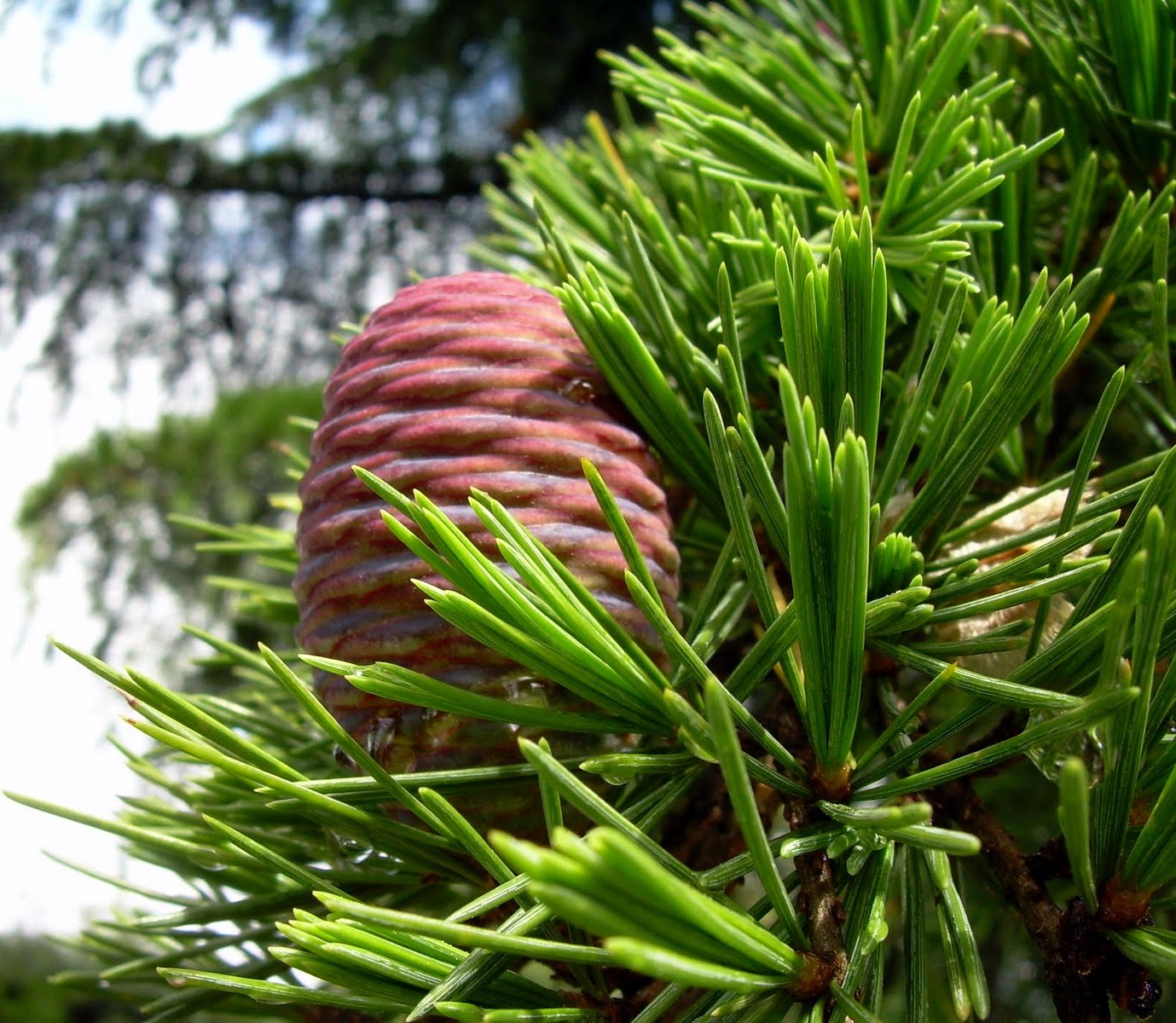 Taxonomia Plantae no Magnoliopsida: Phylum Tracheophyta Clase Pinopsida ...