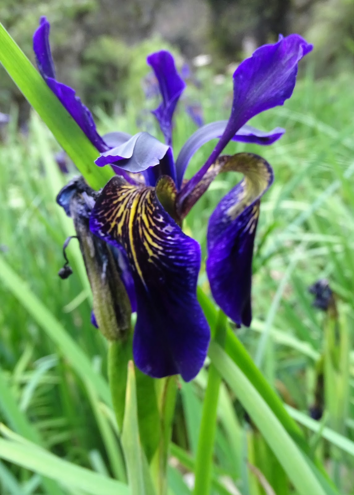 Prairiebreak: Irises in paradise (a.k.a. Yunnan)