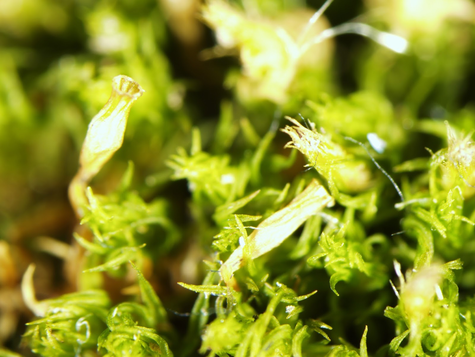 Welcome to the big world of tiny organisms: Specimen #11: Crispy Tuft Moss