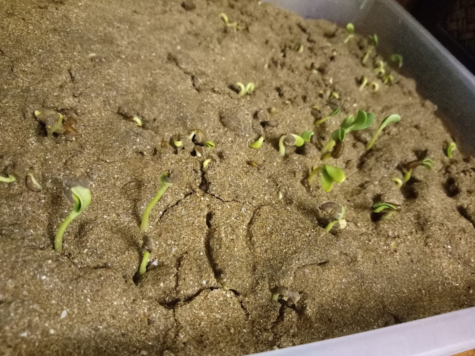 Fenugreek / Barik methi / micro green