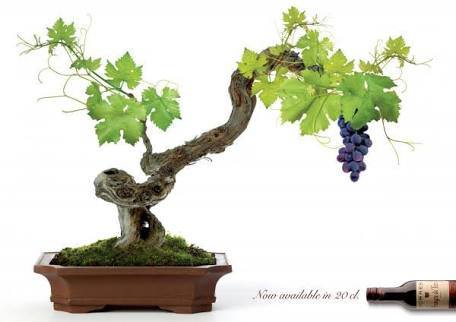 BONSAI TREES: Bonsai Buah anggur