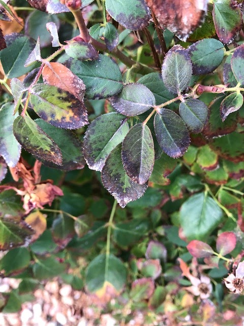 Salty Roses: Identifying Rosebush Problems