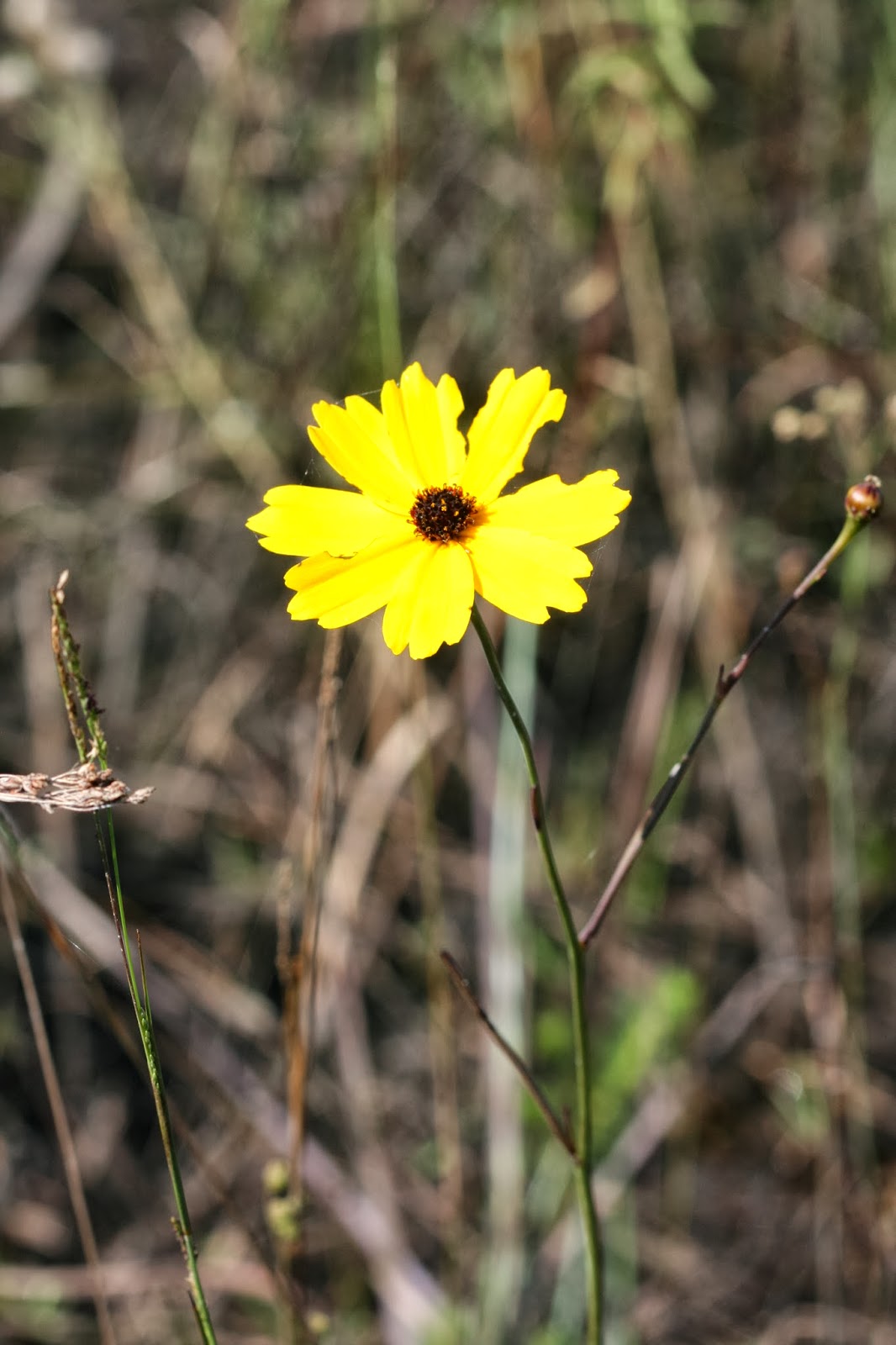 Native Florida Wildflowers: Florida Tickseed - Coreopsis floridana