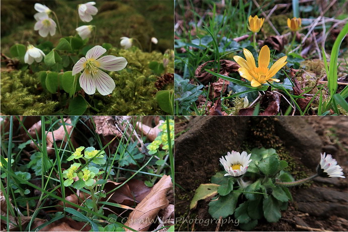 Coral Wild - Snapshots from across the World: The Scottish Highlands ...