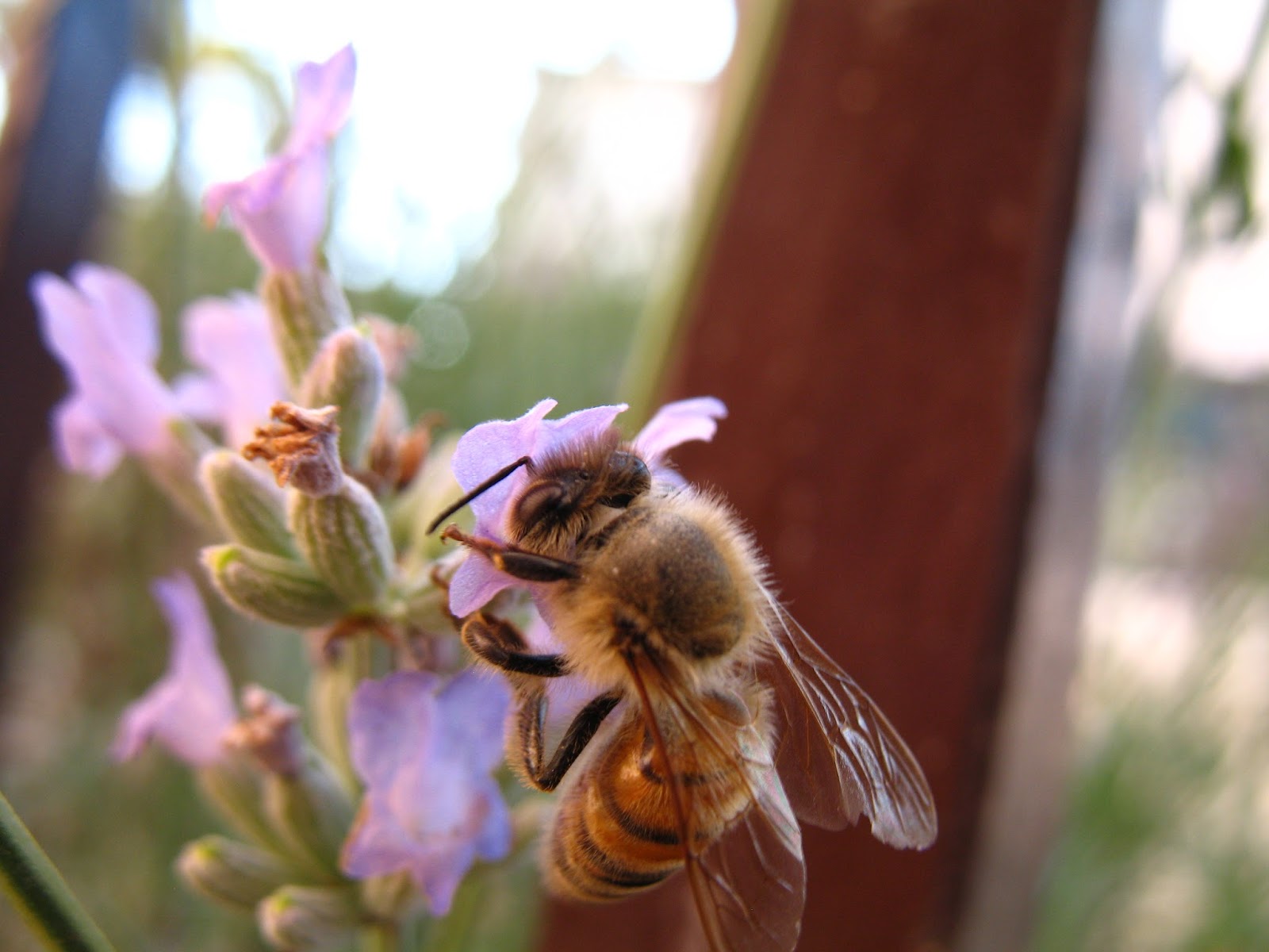 Miele, apicoltura in Italia, materiale apistico, arnia e apicoltori ...