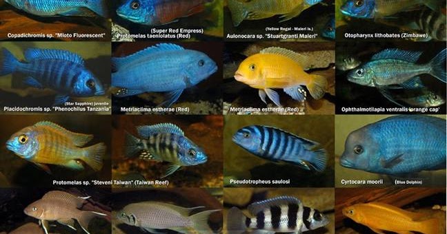 විසිතුරු මින් තතු Visithuru Min Thathu