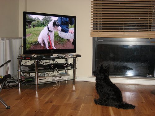 How Do Dogs See Tv Screens