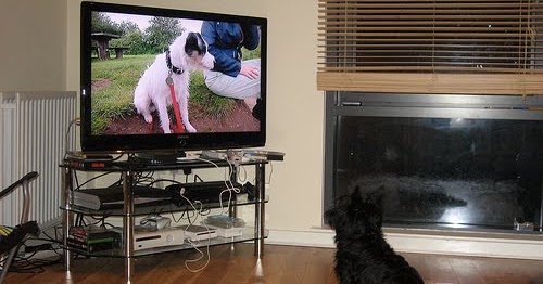 White Wolf : Dog TV: Cable Channel Designed For Dogs Left At Home (VIDEO)