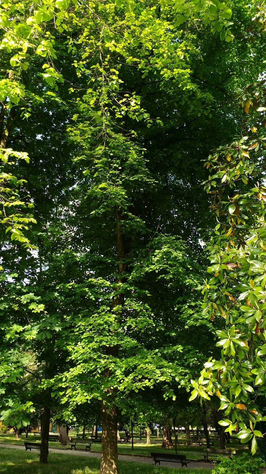 Parque Manuel Barquín: Tilo de hoja grande 8x15