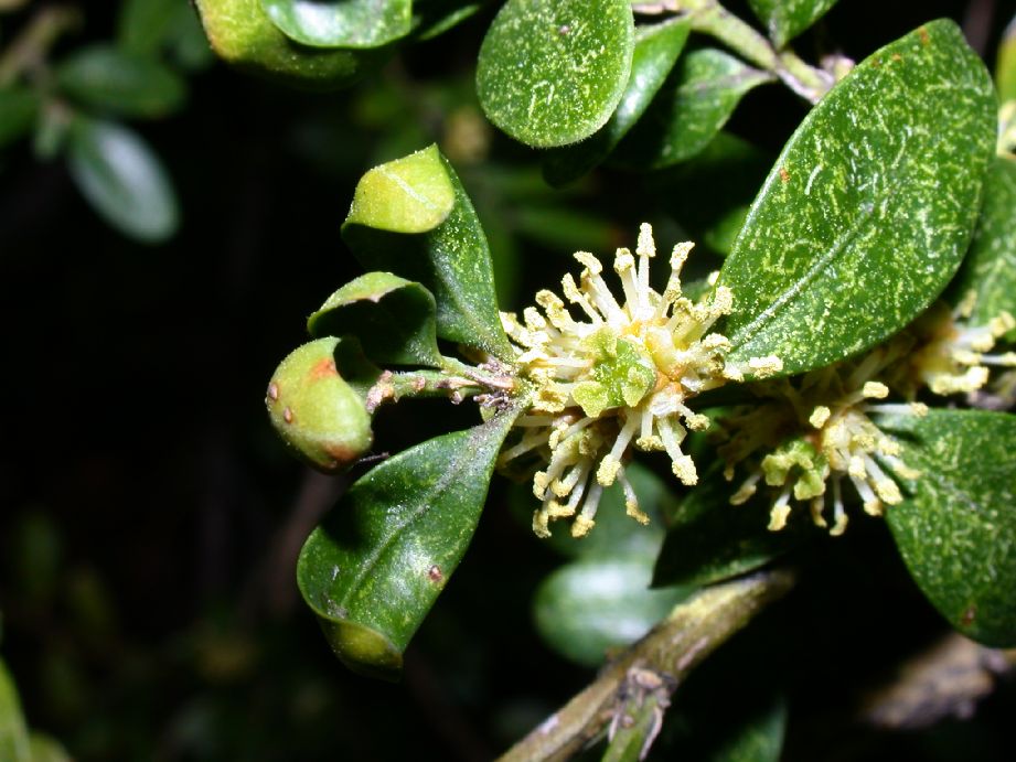 PLANT FAMILIES OF PUERTO RICO AND FLORIDA PAPO VIVES: BUXACEAE NUM 60 ...