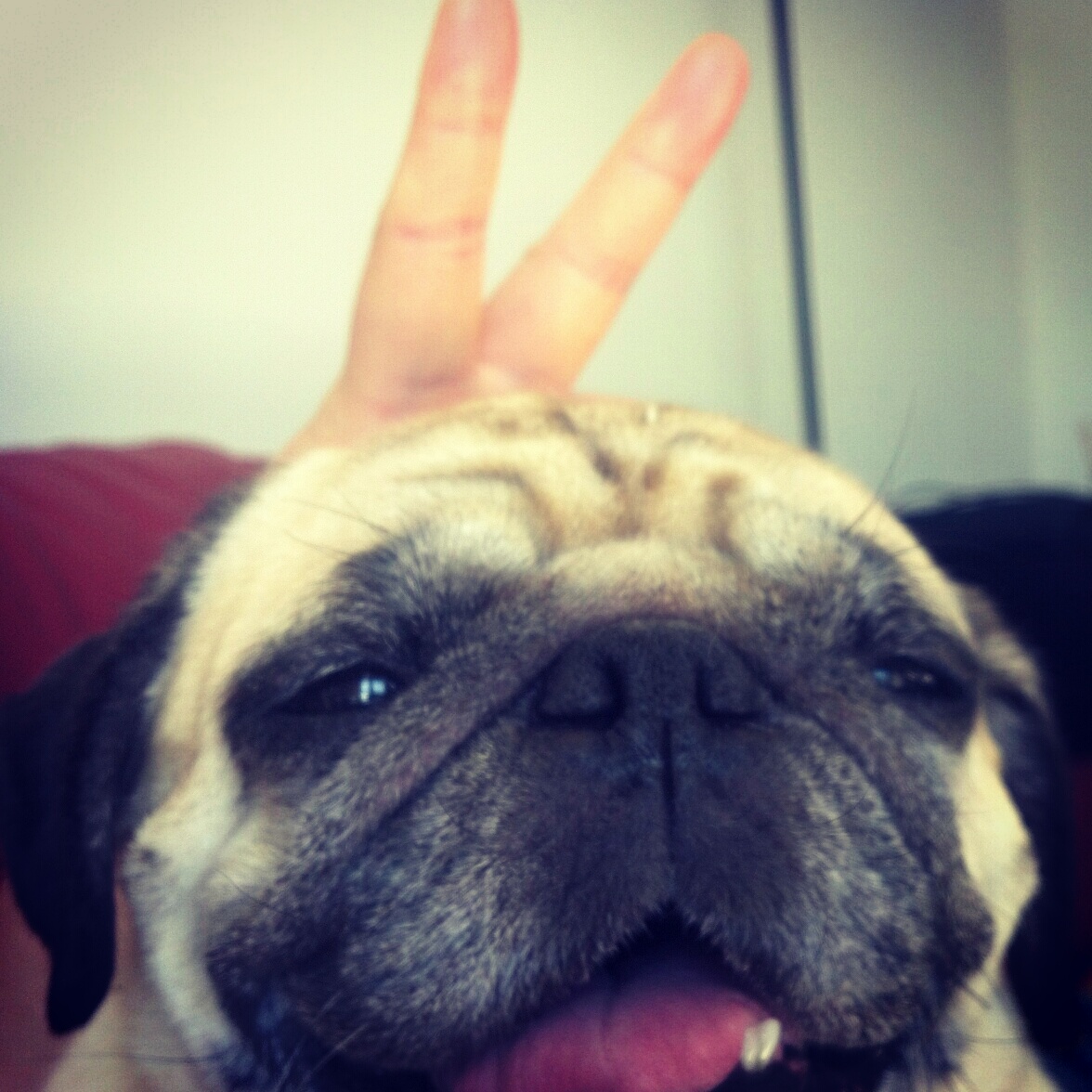 Lil Smug Pug: Internet Madness, Pug Photos, and New Harness - Yippee!