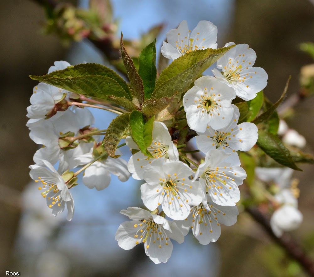 Natuur, cultuur en alles wat boeit ...: De Doort, staat in bloei