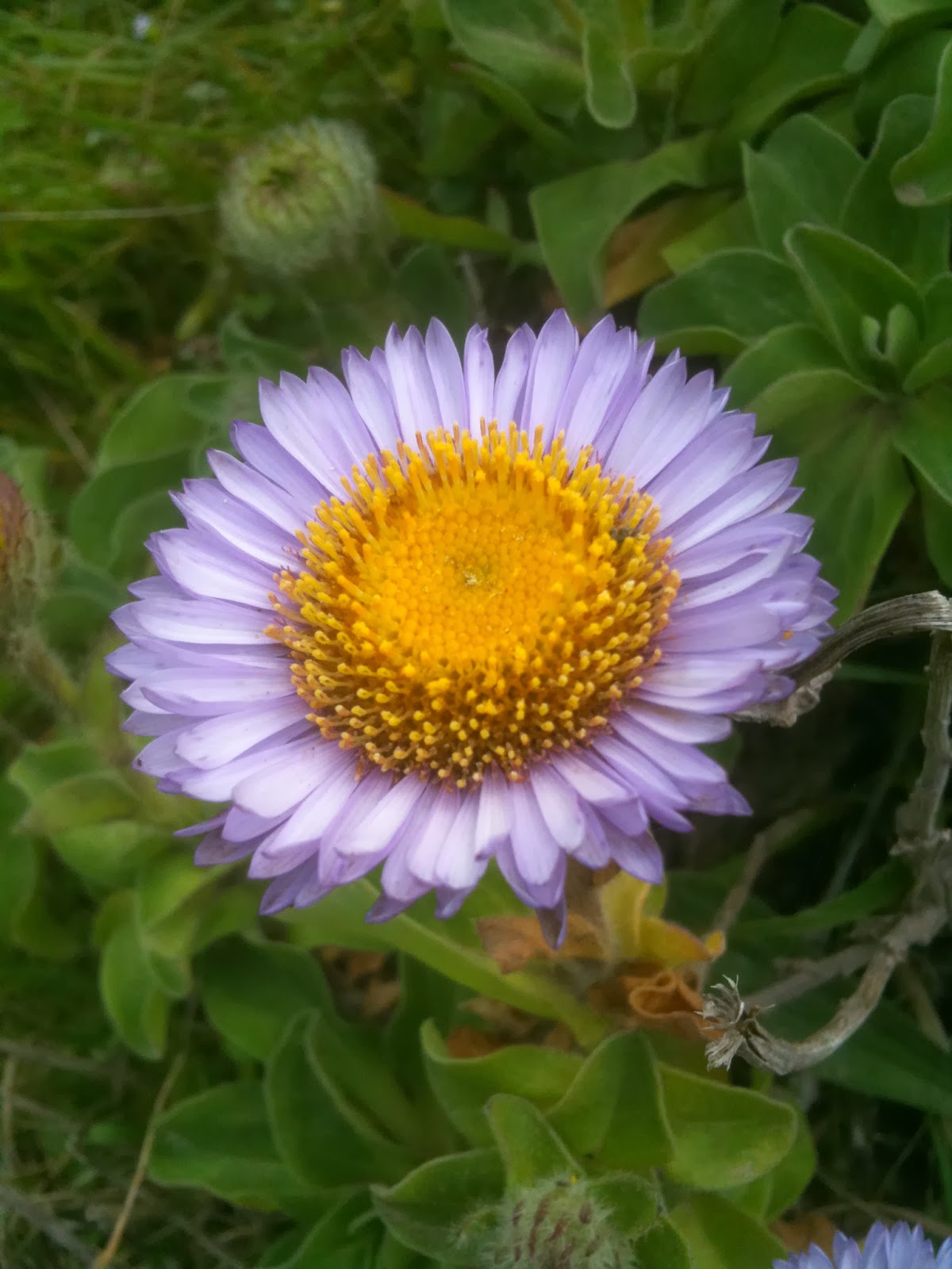 The Headlands Report: California Wildflowers