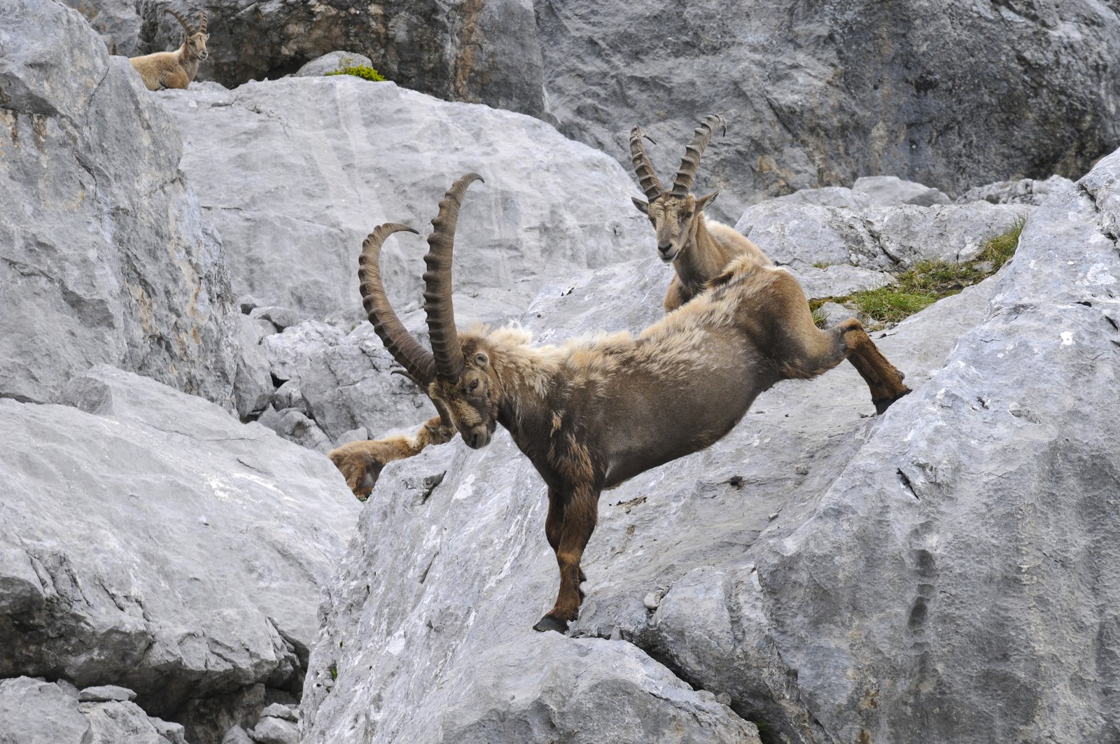 chiretas de marisco: Ercos, bucardos e pardas