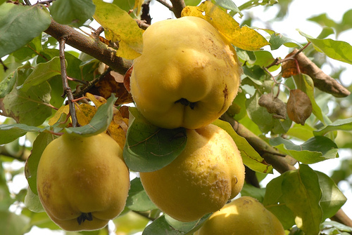 Sănătate & frumuseţe: Gutuile