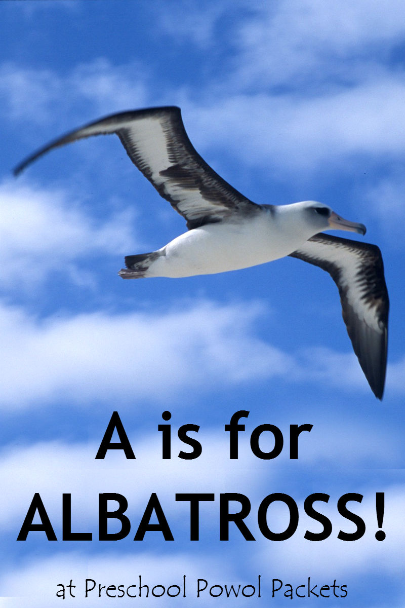 A is for Albatross Preschool Animal Alphabet Craft | Preschool Powol ...