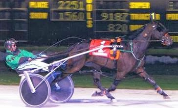 The FREDERICTON SCENE: The Greatest Horses ever developed at ...