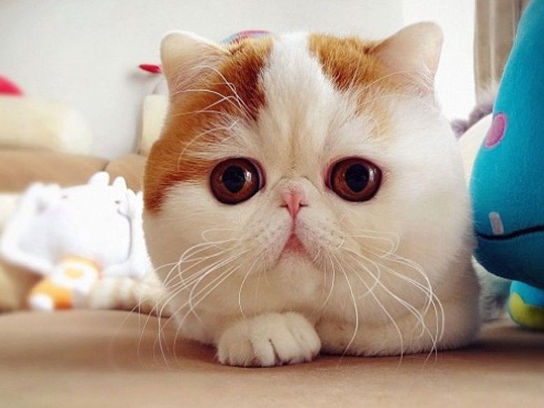 Les animaux les plus mignon du monde | Faut l 'savouère