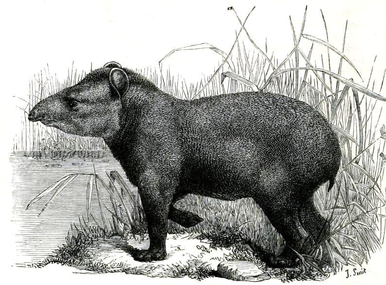 HISTORIAS ZOOLOGICAS: EL TAPIR (Tapirus terrestris) Y LAS CULTURAS ...