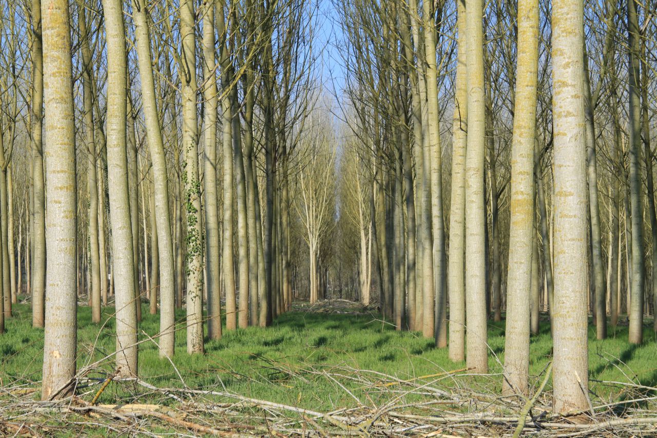 vivere a pierino: il taglio dei pioppi