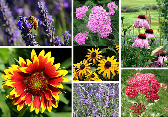 High Altitude Gardening: The Rock Wall Aspen Garden