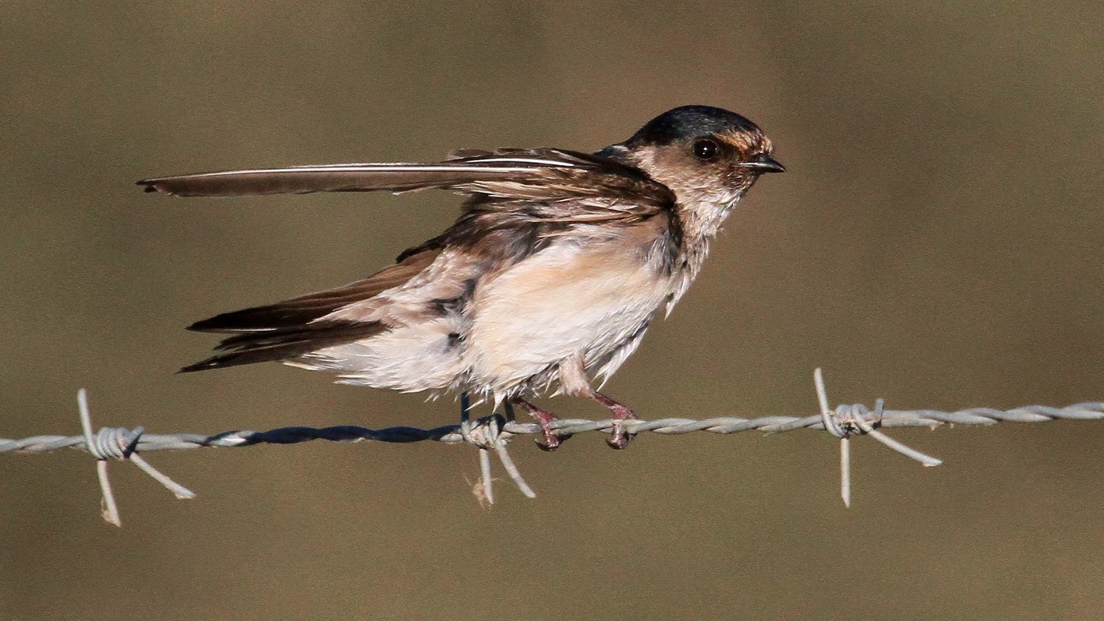 Richard Waring's Birds of Australia: Red-browed Pardalote, Southern ...