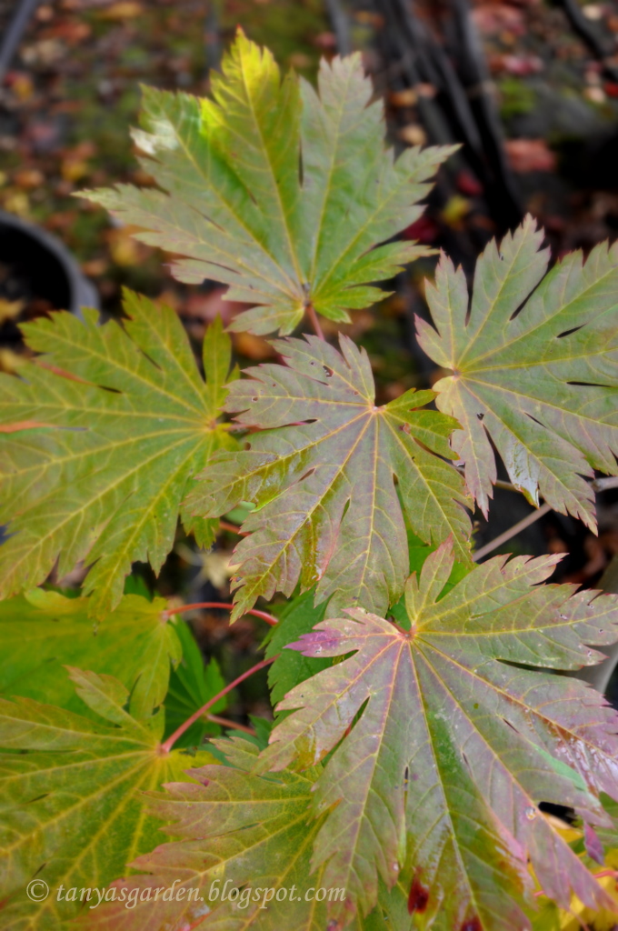 MySecretGarden: Japanese Maples. Picture Gallery