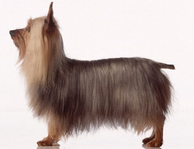 Terrierman's Daily Dose: Evolution of Terrier Breeds
