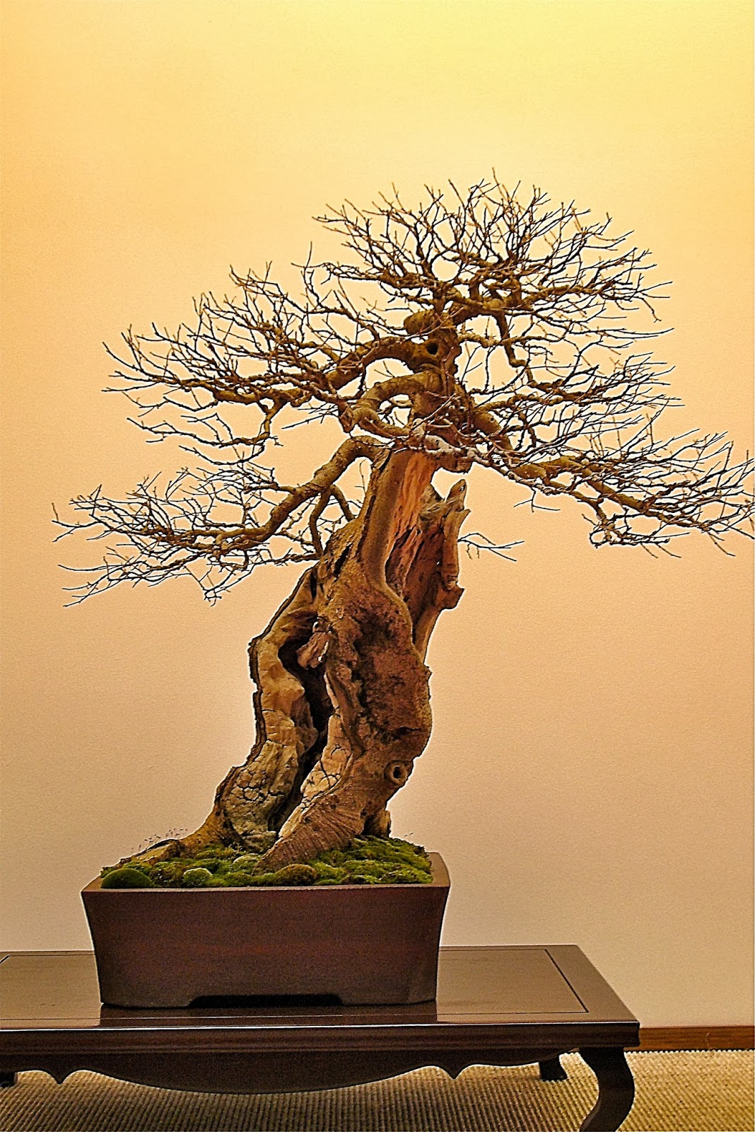 Feel-Spirit-l'Esprit de Phil.[Bonsaï]: European bonsaï San Show 2013 ...