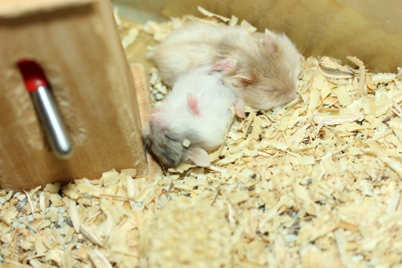 Hewan Peliharaan Dan Pet Shop: Campbell Platinum Argente ( Hamster ...