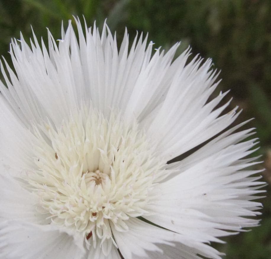 NATURAL & UNIQUE PHOTOGRAPHY: WHITE SWEET SULTAN FLOWER