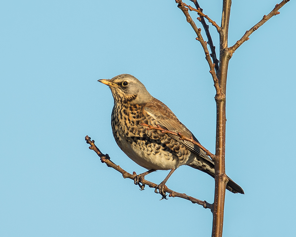 CAMBRIDGESHIRE BIRD CLUB GALLERY: Fieldfare