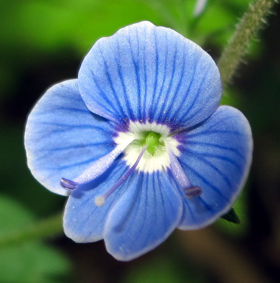 Les actualités du Monde de Lupa: Véroniques, fleurs bleues
