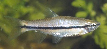 Abdul Wadud: Rasbora jacobsoni