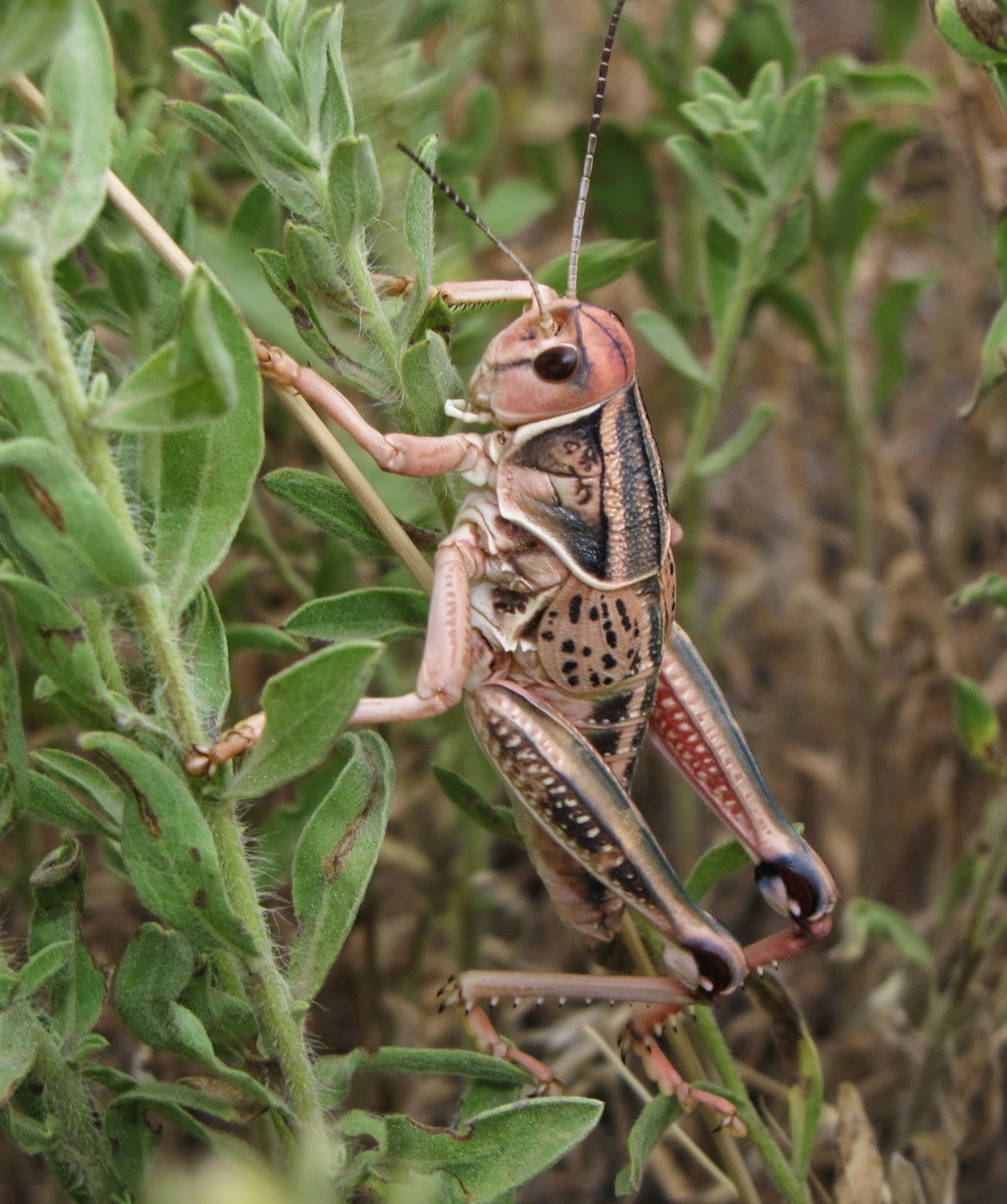 Bug Eric: The Homesteader (Plains Lubber grasshopper)