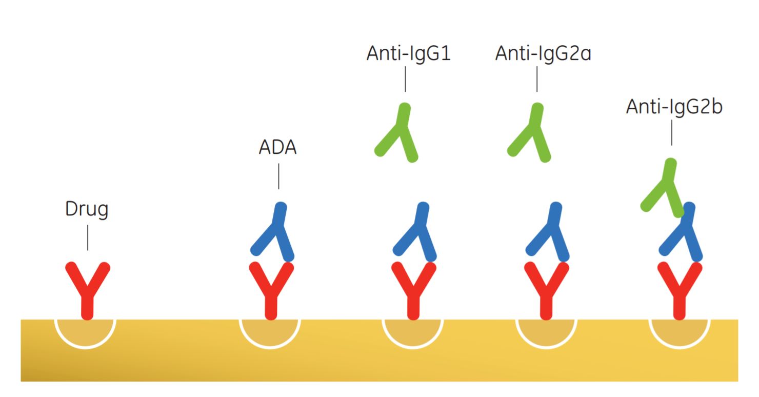 Bioanalytical Method: Detection of Total Anti-drug Antibodies