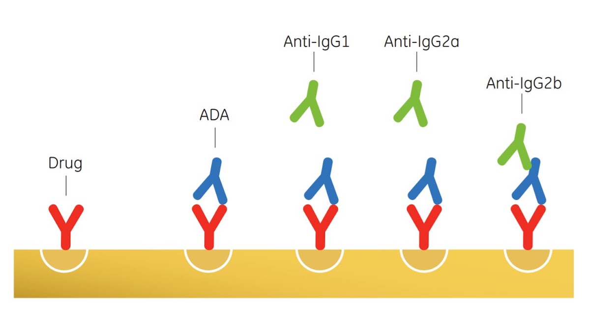 Bioanalytical Method: Detection of Total Anti-drug Antibodies